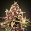 **NEW** Pineapple Punk 6 Feminized Seeds - MOSCA SEEDS