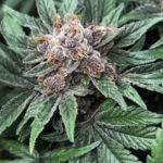 Raspberry Boogie Box Set - MOSCA SEEDS