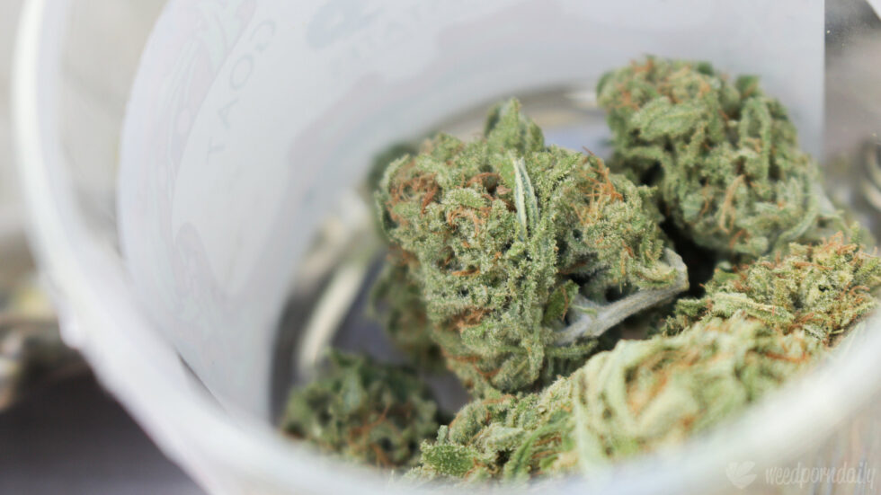 Nevada Increases Possession Limits - MOSCA SEEDS