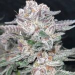 Mosca Seeds Collabs Archives - MOSCA SEEDS