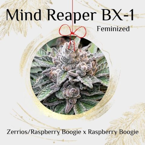 Mosca Seeds - Cannabis Seeds - Grow Your Own Weed